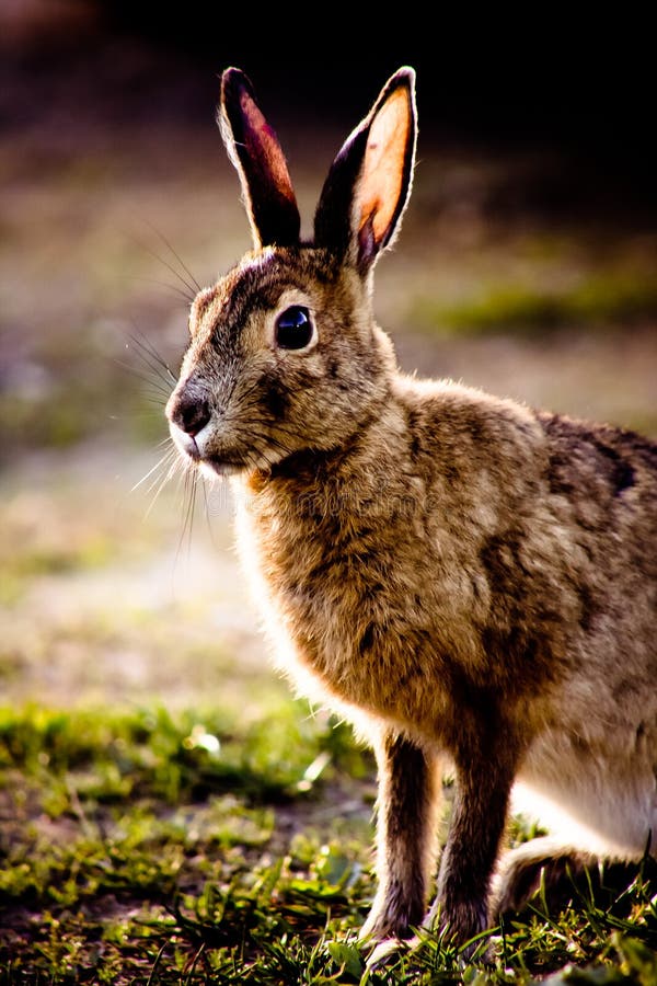 Hare looking stock image. Image of hare, spring, peace - 93414533