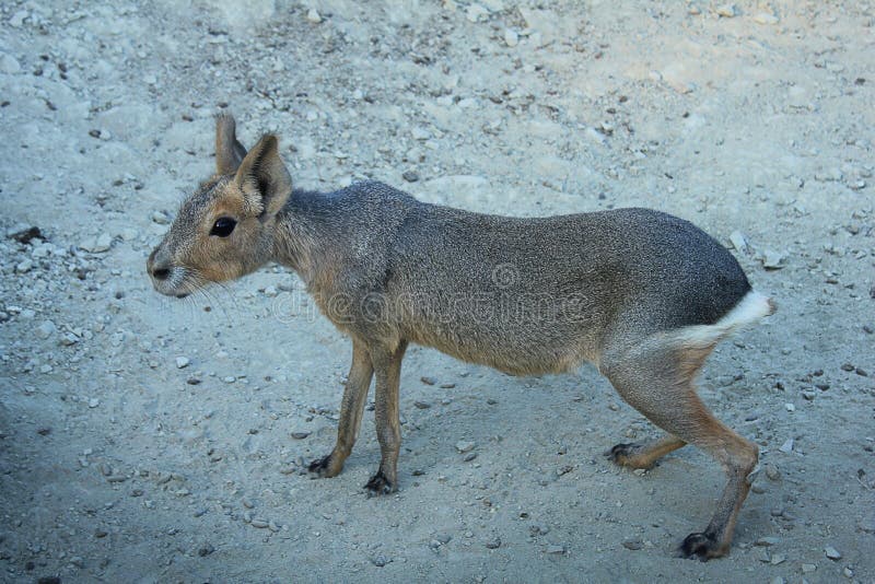 Hare looking for food stock image. Image of hare, herbivorous - 76460607