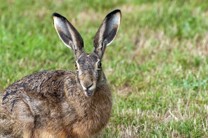 Hare with Red Eyes Hides in the Grass in the Forest Stock Photo - Image ...