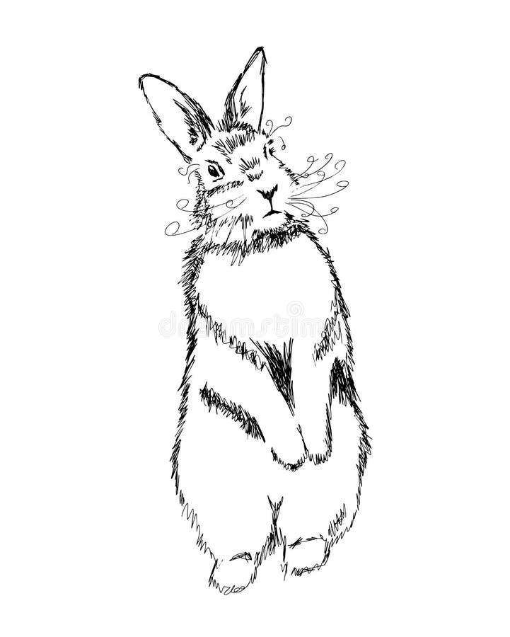 Hare Outline by Line. Vector Illustration Stock Vector - Illustration ...