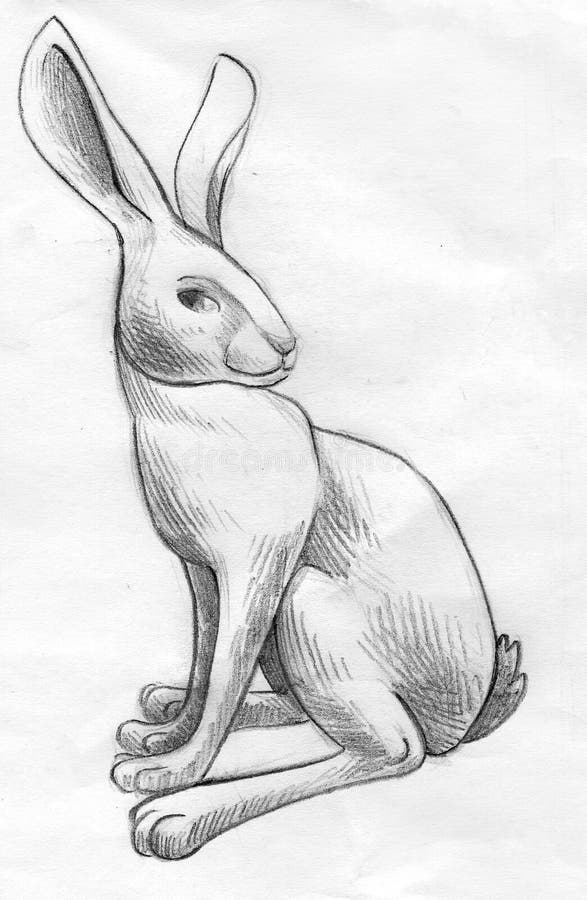 Hare pencil sketch stock illustration. Illustration of drawing - 51567078