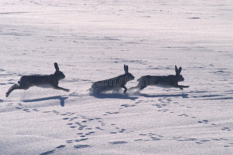 Horse Play stock image. Image of running, mammal, rural - 2095831