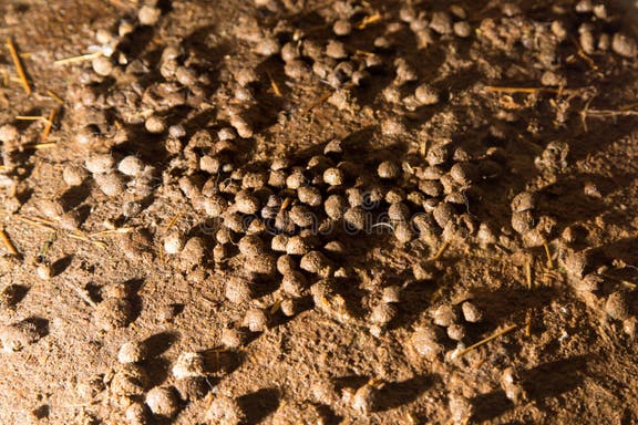 Hare Poop stock photo. Image of natural, studio, brown - 107313850