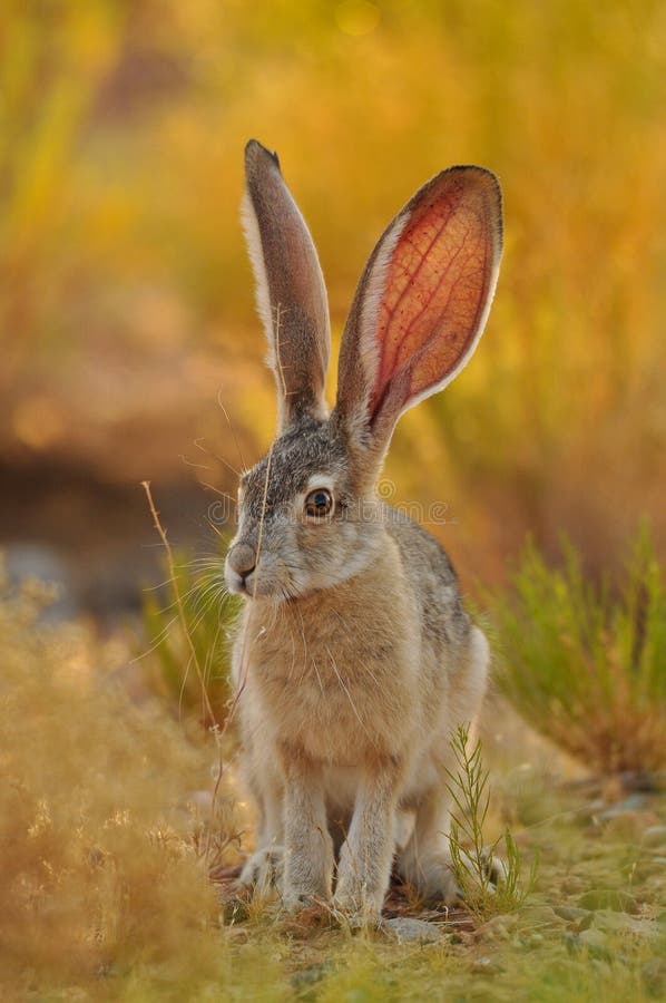 Desert Hare Stock Images - Download 743 Royalty Free Photos
