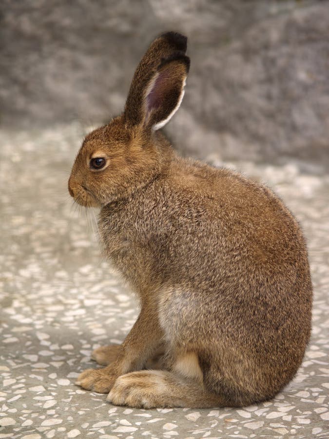 Hare in profile stock image. Image of life, position, tranquil - 5428739