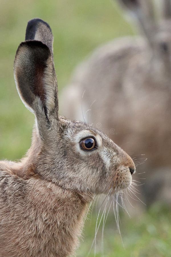 Hare in profile stock image. Image of life, position, tranquil - 5428739