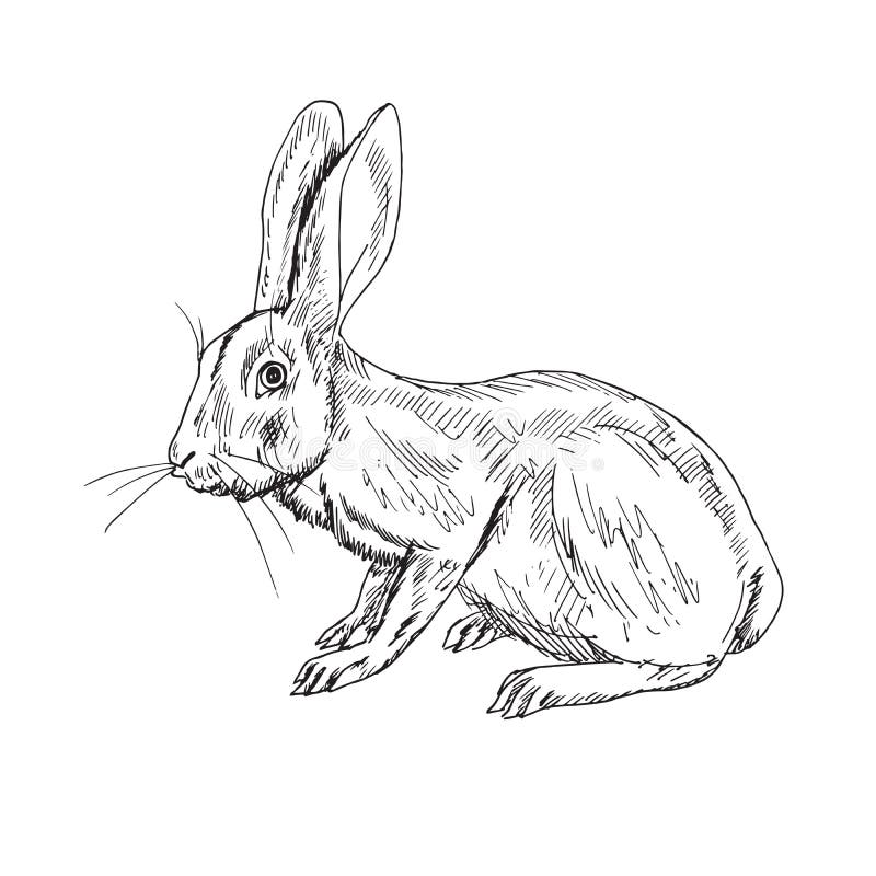 Hare Rabbit Siting, Hand Drawn Doodle, Sketch, Vector Outline ...