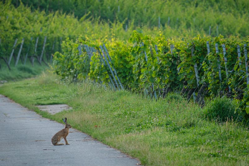 Rabbit on Road stock image. Image of cute, cottontail, mammal - 425481