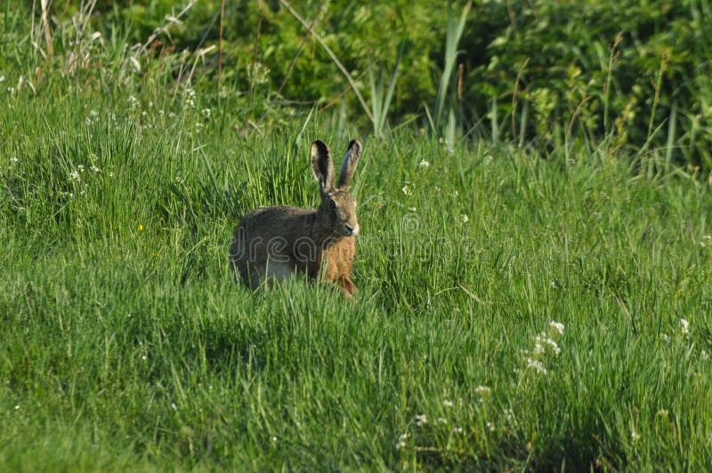 Hare Running Across the Fields and Meadows. Stock Photo - Image of ...