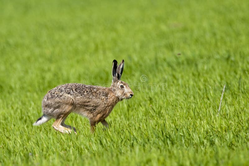 Hare Running on Green Field Stock Photo - Image of wildlife, europaeus ...