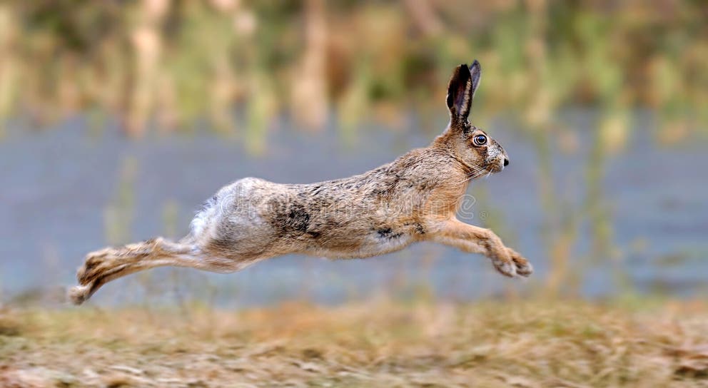 1,688 Running Hare Stock Photos - Free & Royalty-Free Stock Photos from ...