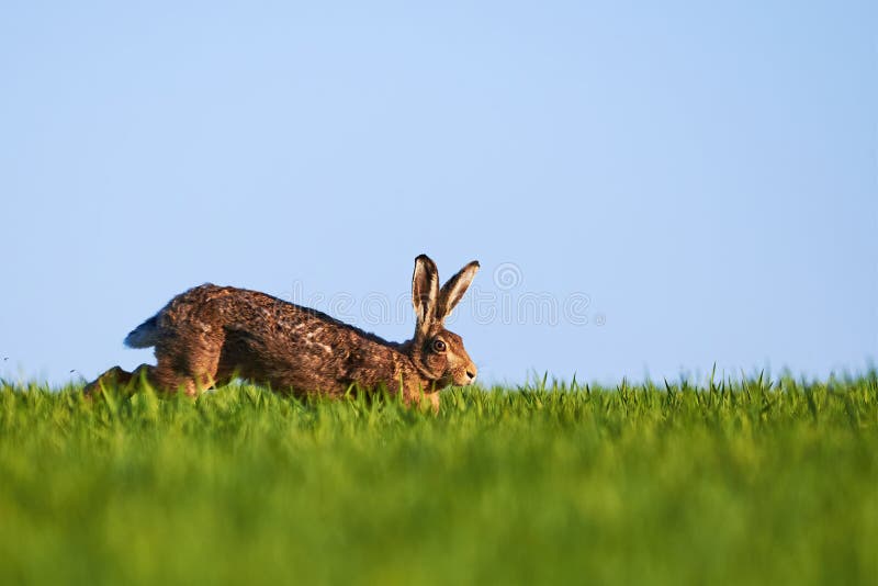 Hare running on meadow stock image. Image of steppe - 273720353