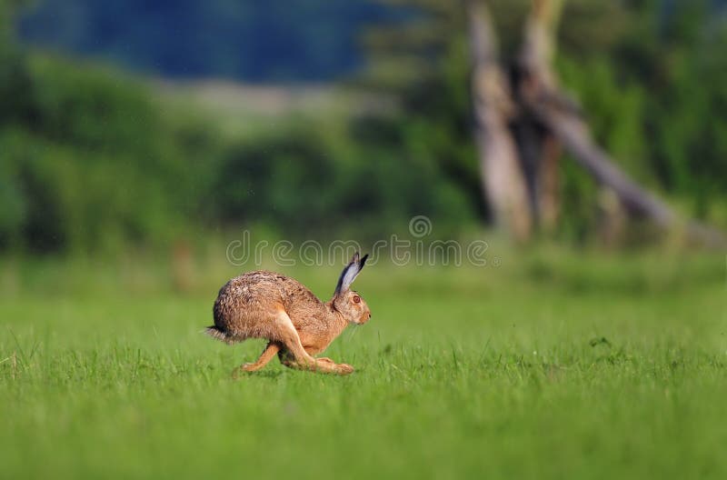Running hare stock image. Image of lepus, racing, race - 2105995
