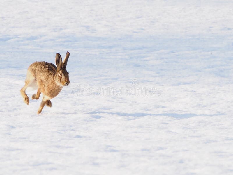 2,001 Running Hare Stock Photos - Free & Royalty-Free Stock Photos from ...