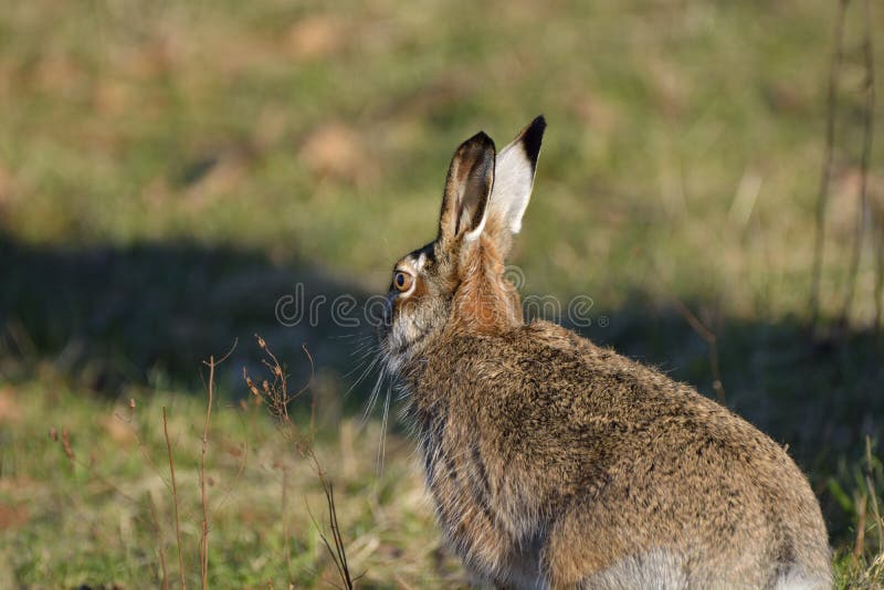 The Hare Sits on an Autumn Meadow Stock Image - Image of hare, rabbit ...