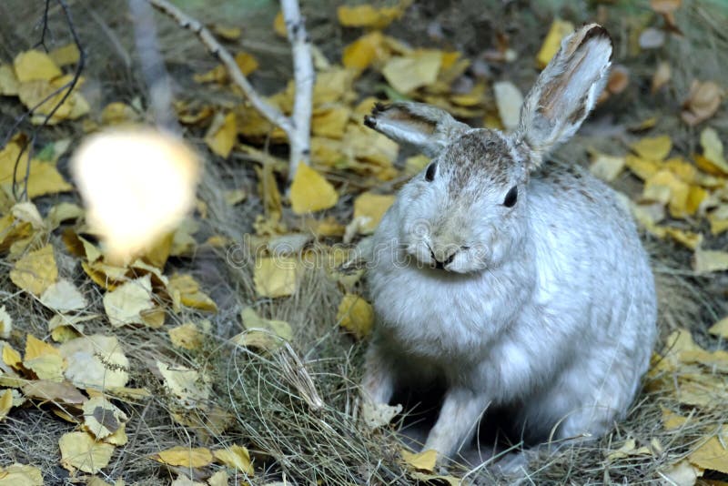 The Hare Sits in the Grass among the Yellow Autumn Foliage. Stock Photo ...