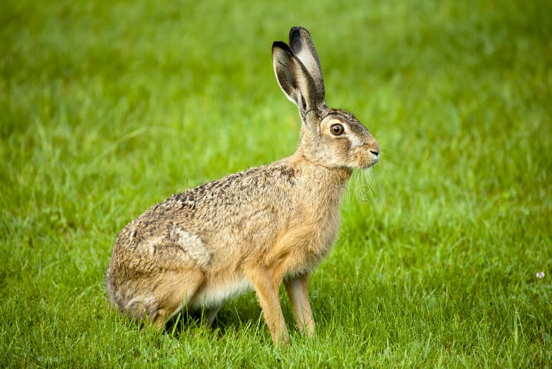 Hare Sitting in Green Field Stock Image - Image of landscape, alert ...
