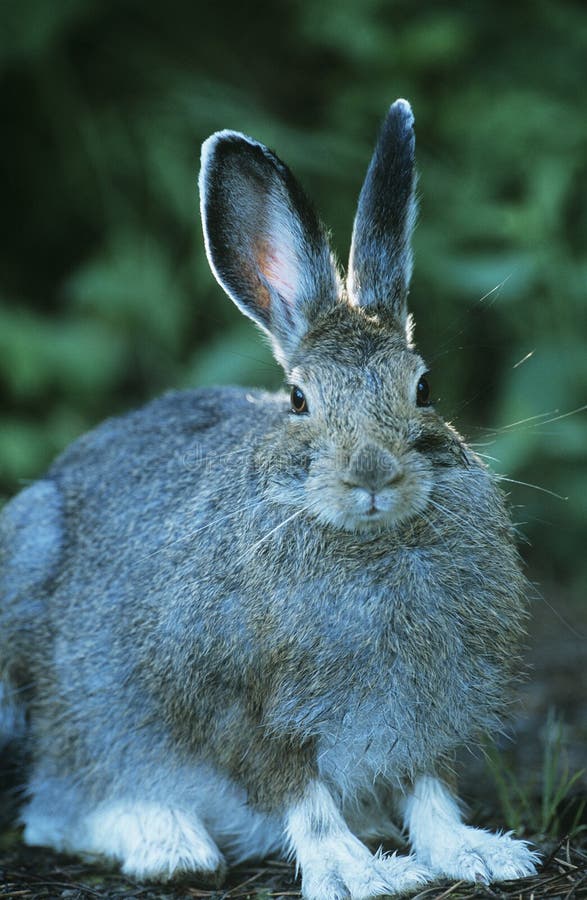 Hare sitting outdoors stock photo. Image of hare, hair - 30846764