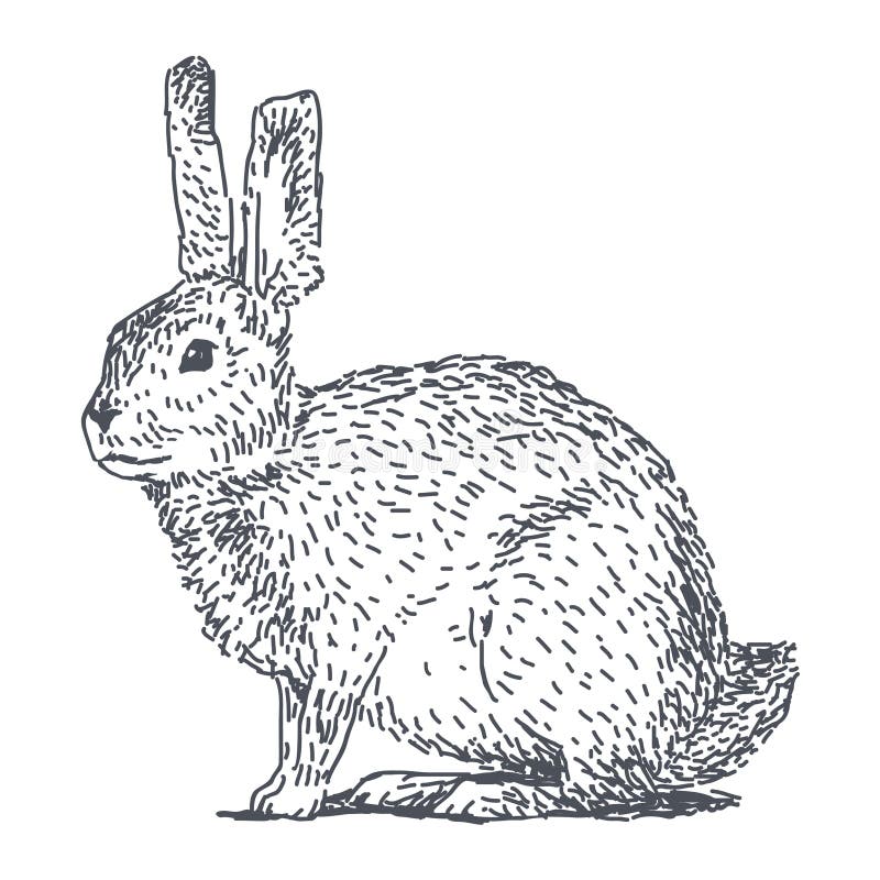 Pencil Drawing Hare Stock Illustrations – 962 Pencil Drawing Hare Stock ...