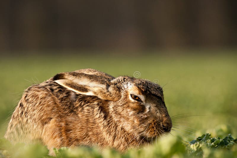Sleeping Hare stock photo. Image of pelt, sleeping, skin - 19506032