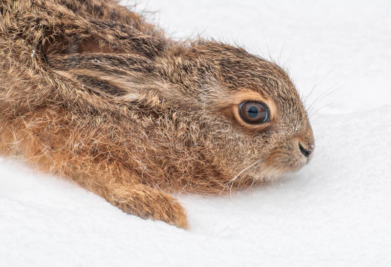 Hare stock image. Image of white, europaeus, lepus, snow - 30222957