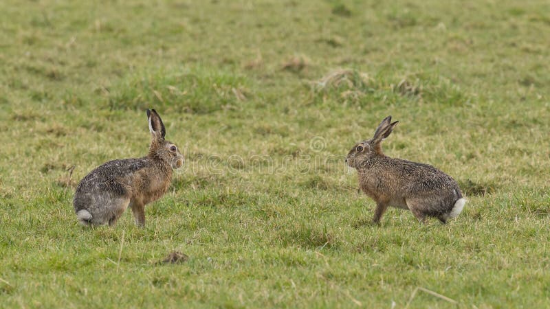 Hare in springtime stock image. Image of undefined, rabbit - 365718379