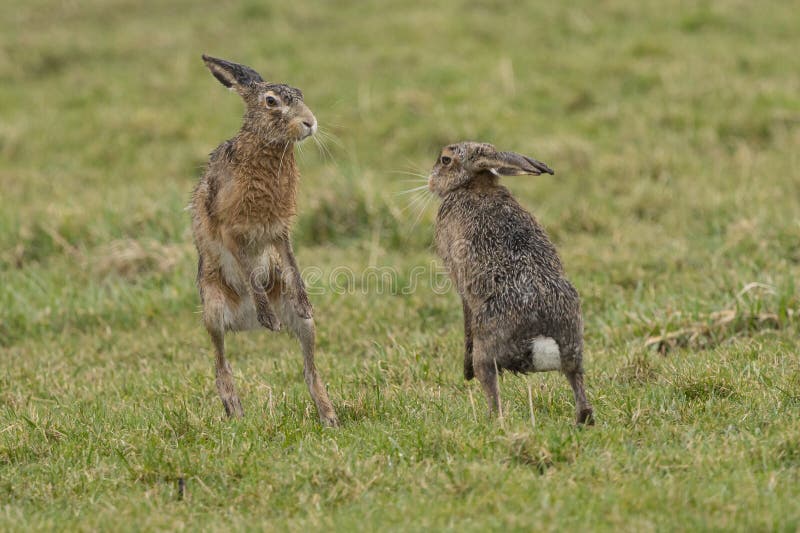 Hare in springtime stock photo. Image of wild, pasture - 365718402