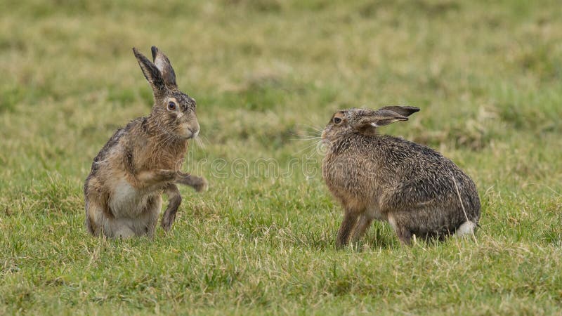 Hare in springtime stock photo. Image of mammal, plain - 365718410
