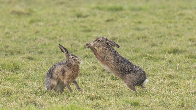 Hare in springtime stock image. Image of safari, savanna - 365718453