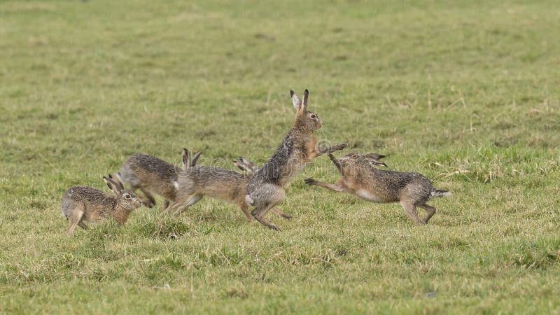 Hare in springtime stock image. Image of wildlife, wild - 365718527