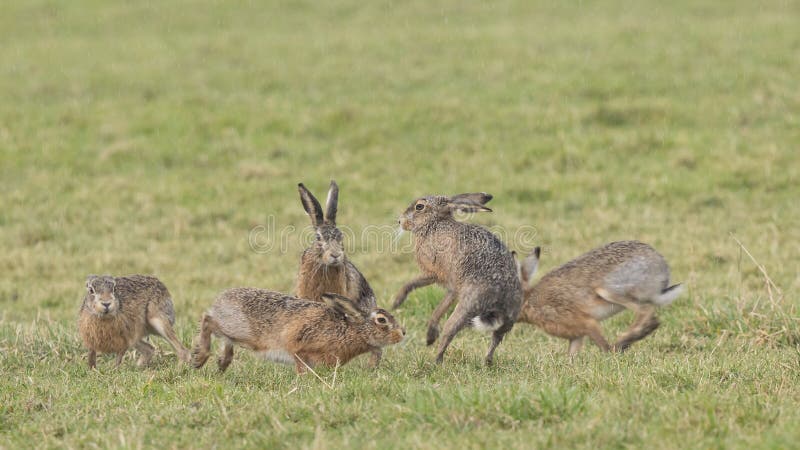 Hare in springtime stock image. Image of nature, plant - 365718535