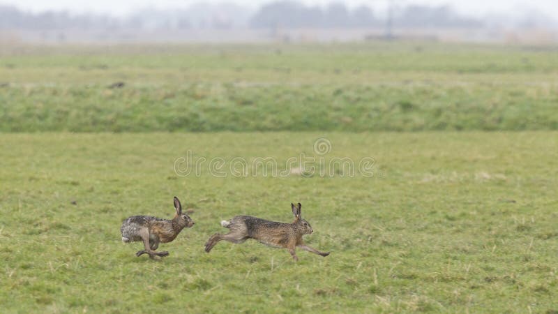 Hare in springtime stock photo. Image of nature, plant - 365718576