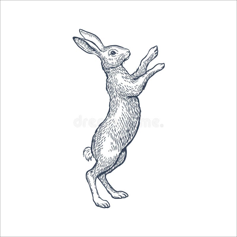 Hare standing on hind legs stock vector. Illustration of antique ...