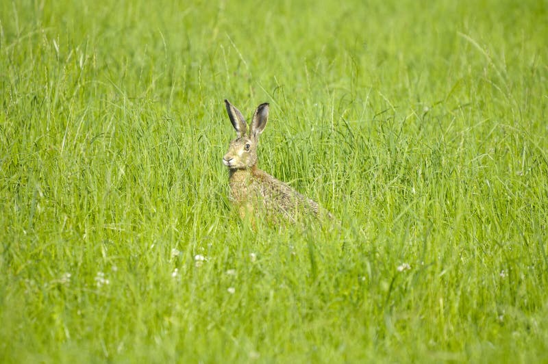 Hare in tall grass stock image. Image of sitting, head - 17608037
