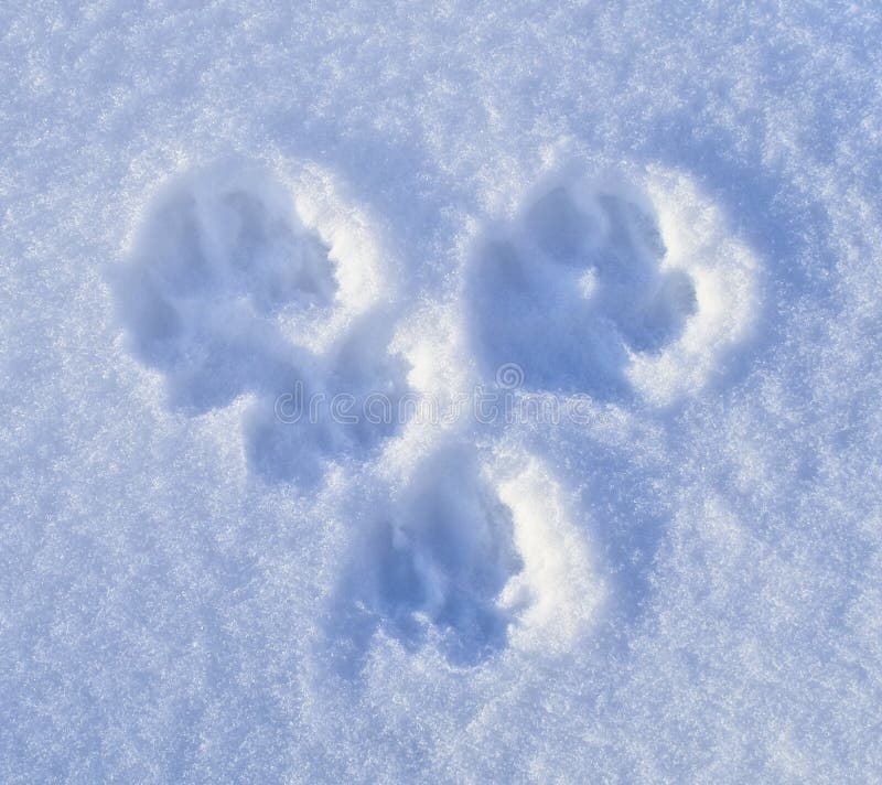 Fox trace stock photo. Image of light, cold, morning - 18159056