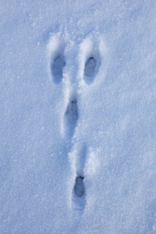 Hare tracks stock photo. Image of track, animal, wildlife - 27860726
