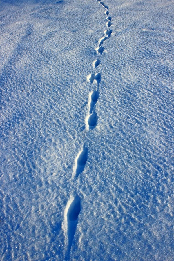 Hare tracks in the snow stock image. Image of animal - 28404803