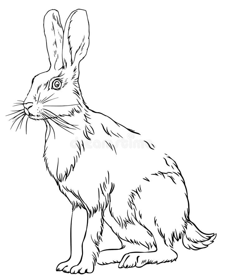 Hare Vector Drawing for Children`s and Adults` Illustrations. Stock ...