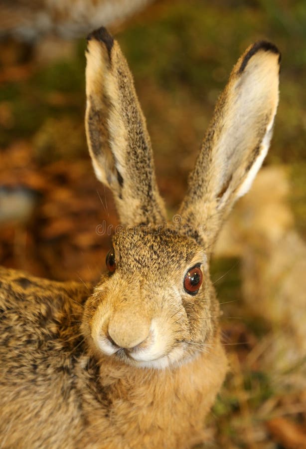 Rabbit with long ears stock image. Image of closeup, muzzle - 34095609