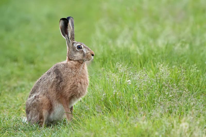 Hare in the wild stock image. Image of clearing, nature - 50077863