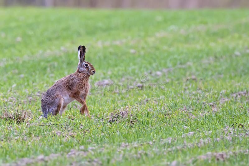 Hare in the wild stock photo. Image of forest, wild - 101379652