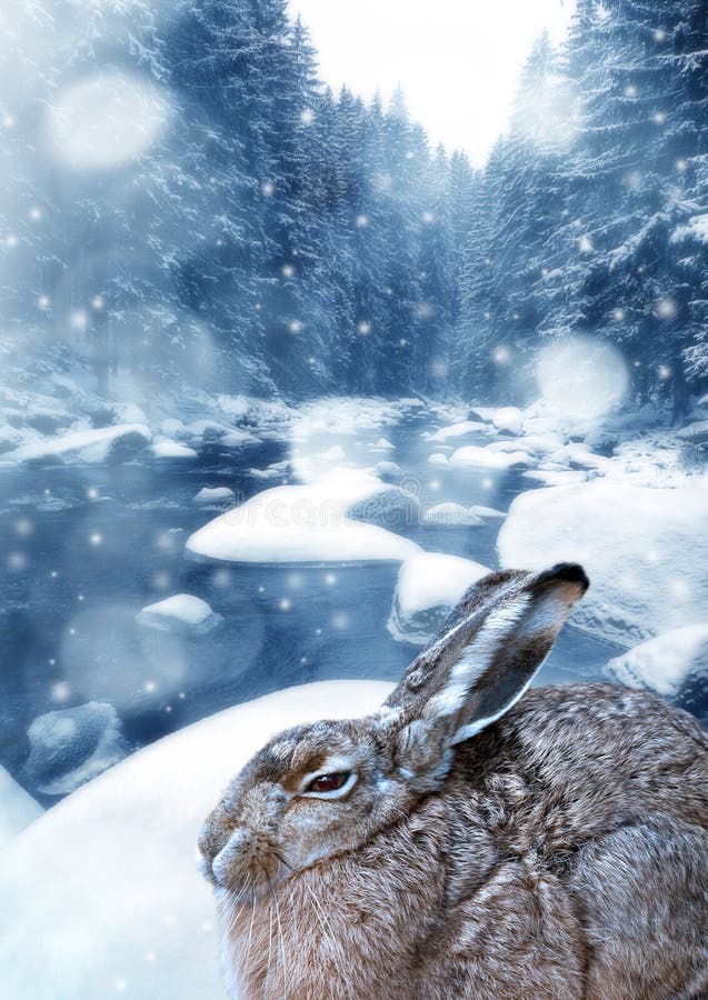 Hare in winter stock image. Image of funny, december - 16631761