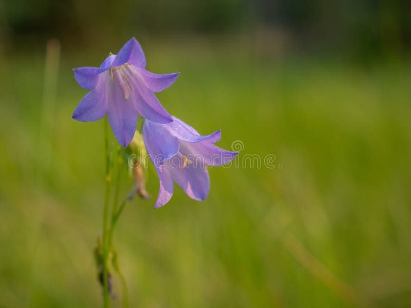 Campanula Alaskana Stock Photos - Free & Royalty-Free Stock Photos from ... Campanula Alaskana Stock Photos - Free & Royalty-Free Stock Photos from ...