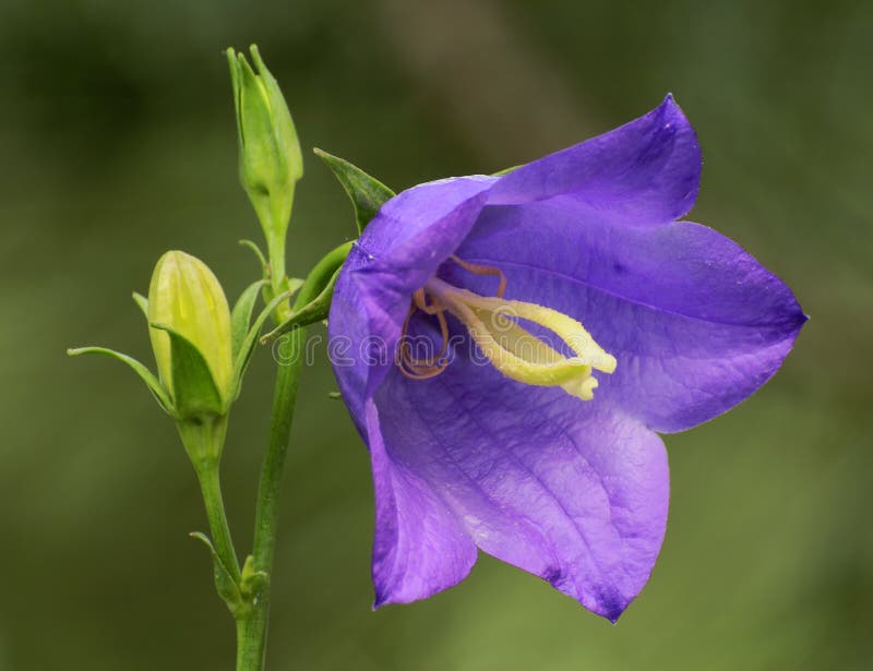 Harebell flower stock image. Image of blow, flower, bell - 9530609