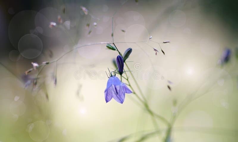 Harebell wildflowers stock photo. Image of herbal, nature - 53265460