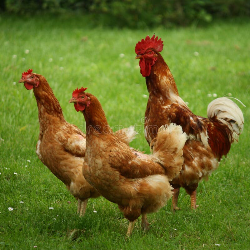 Chicken farm stock image. Image of cattle, wing, yard - 15147893