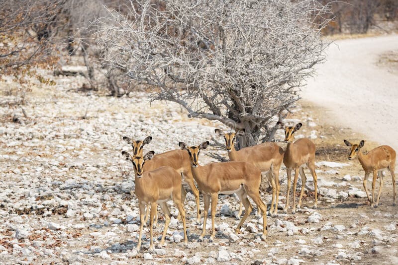 Harem of Black-Faced Impala Does Stock Image - Image of aepyceros ...