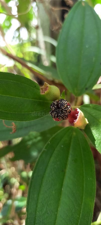 Harendong Berry with Leaves Around on Forest Stock Image - Image of green, flower: 278377991