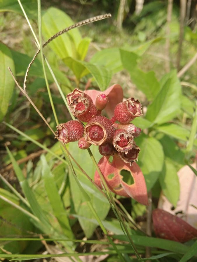 Harendong fruit stock image. Image of taste, rough, harendong - 257651615