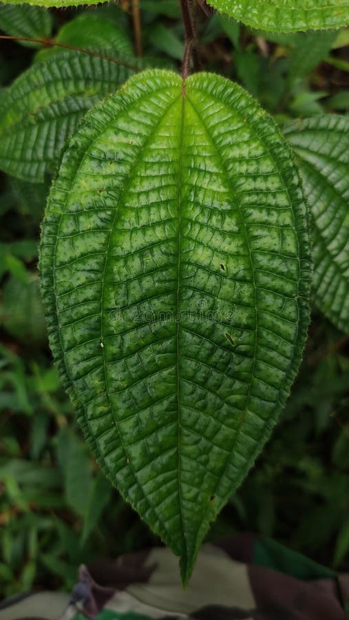 Harendong leaf shape stock image. Image of spruce, branch - 238573753